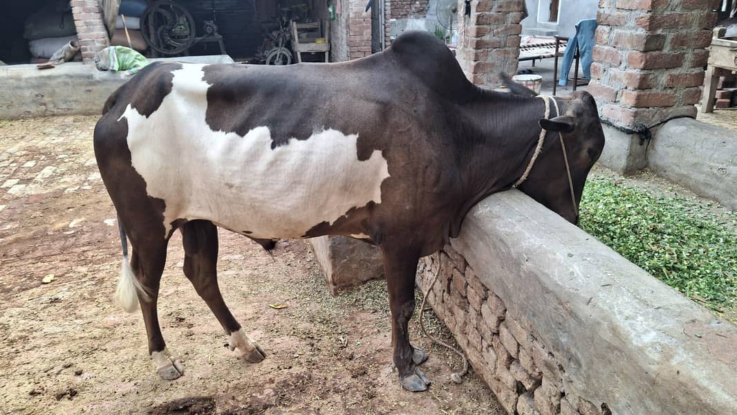 Bull | cow | Bachra | Katta | vacha - Bulls - 1101620345