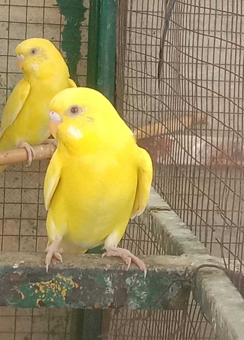 red eyes lutino Australian parrot female - Parrots - 1101248620