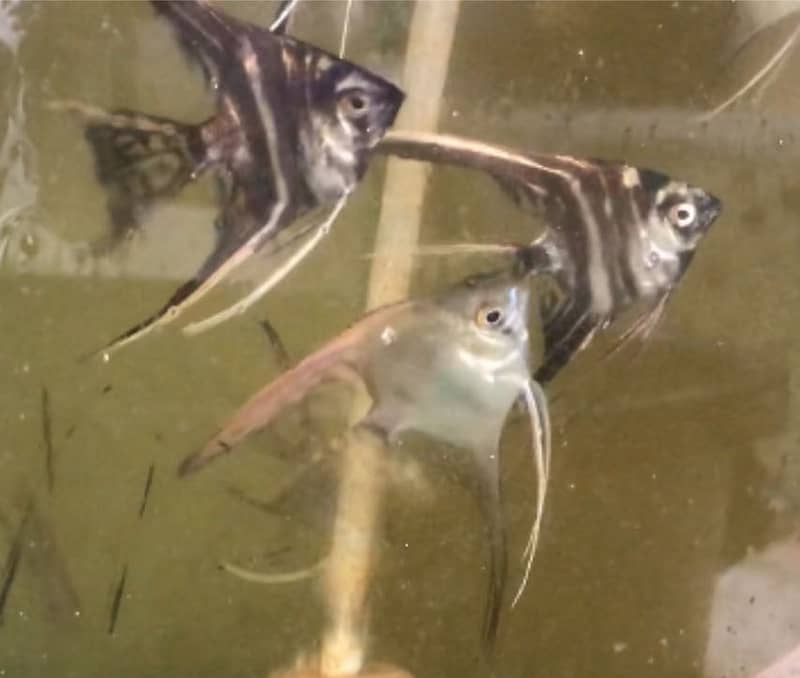 Angelfish - Fish - 1103019312