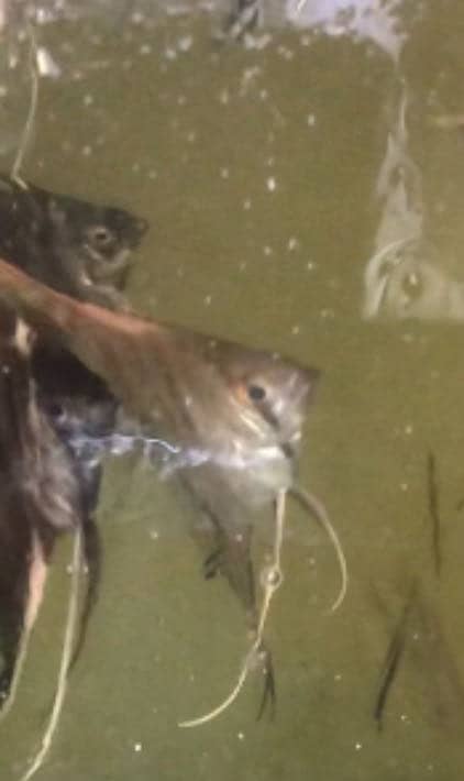 Angelfish - Fish - 1103019312