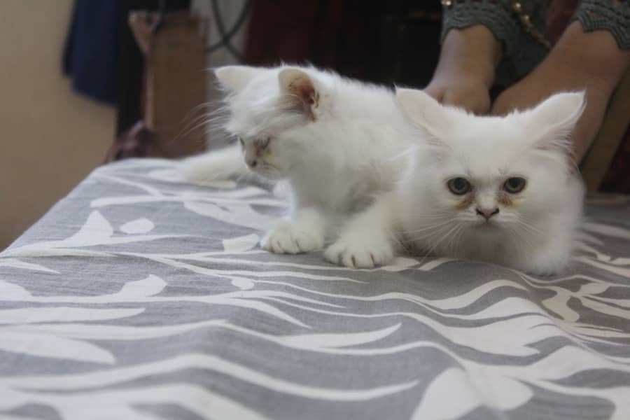Persian Kittens Pure Breed - Cats - 1103209749
