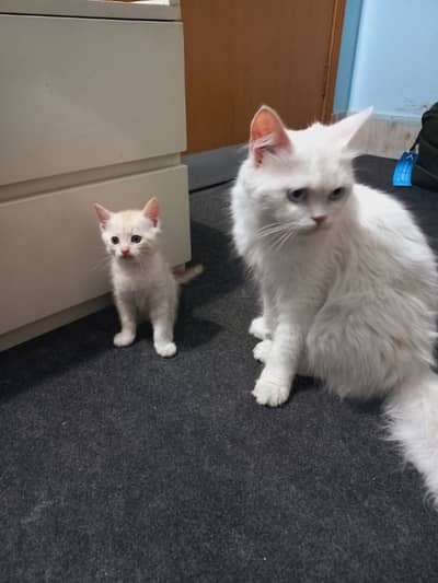 newborn persian kitten - Cats - 1102188750