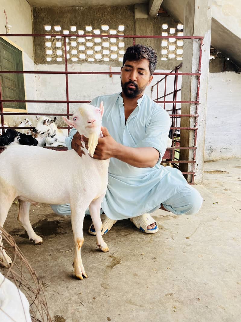 white gulabi teeda breeder - Goats - 1103255900