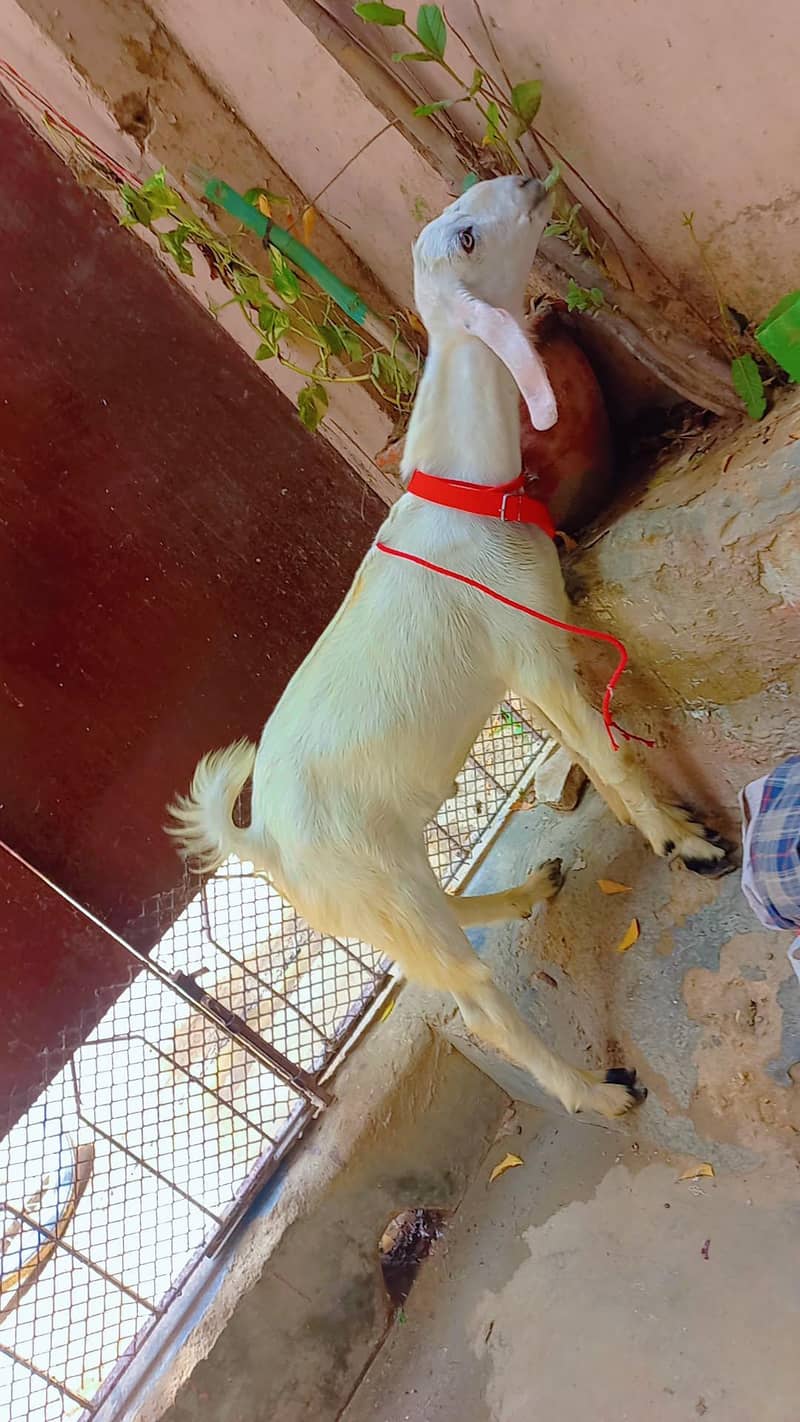 Tapra Pair Healthy And Active - Goats - 1103257832