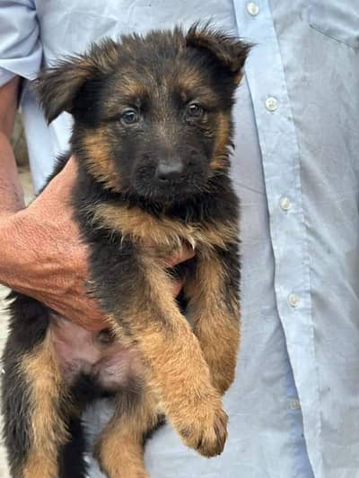 German shepherd puppies double cot My WhatsApp number 03407290940 ...