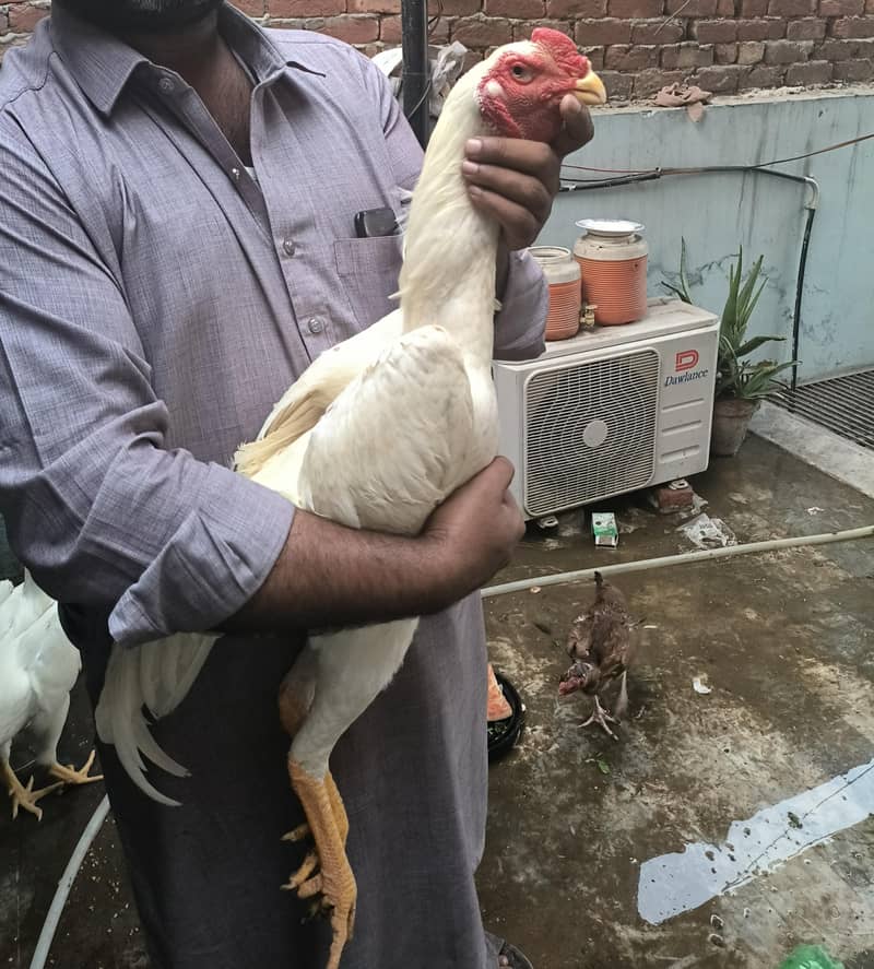 shamo | white shamo | king shamo | Japanese shamo chicks | O shamo ...