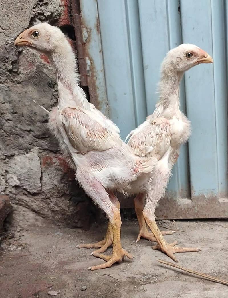 Quality White O Shamo Chicks - Hens - 1102718669