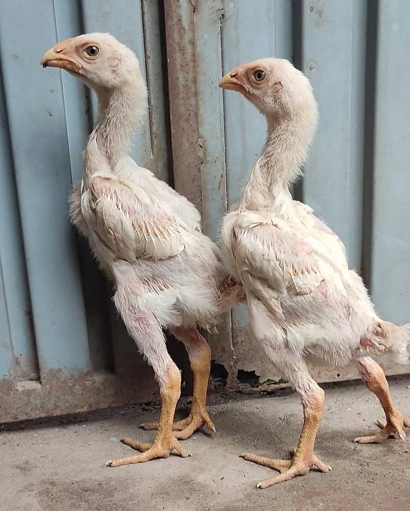 Quality White O Shamo Chicks - Hens - 1102718669