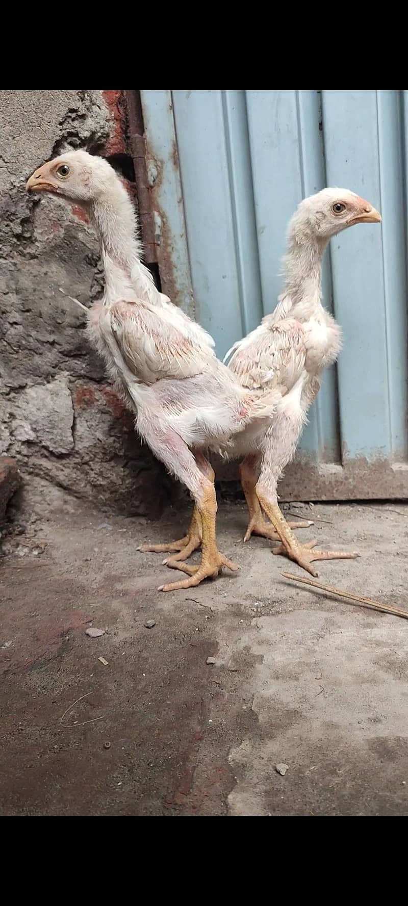 Quality White O Shamo Chicks - Hens - 1102718669