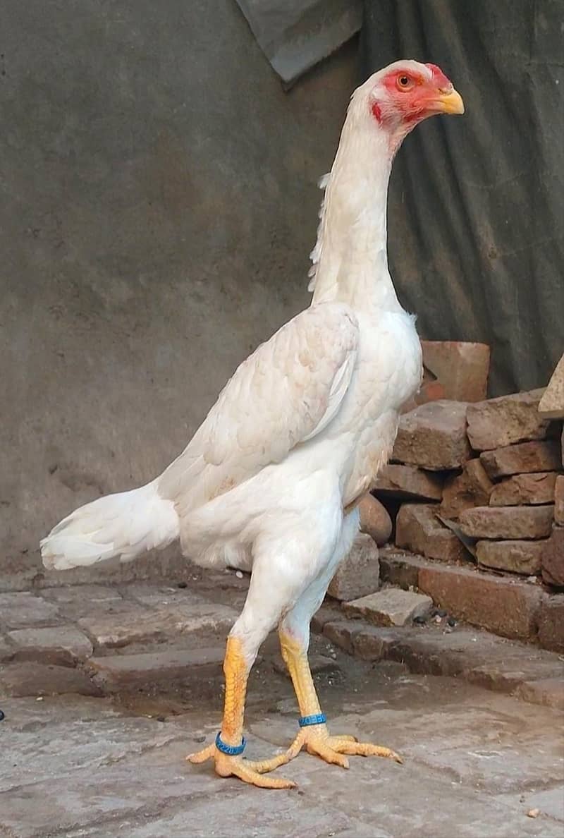 Quality White O Shamo Chicks - Hens - 1102718669