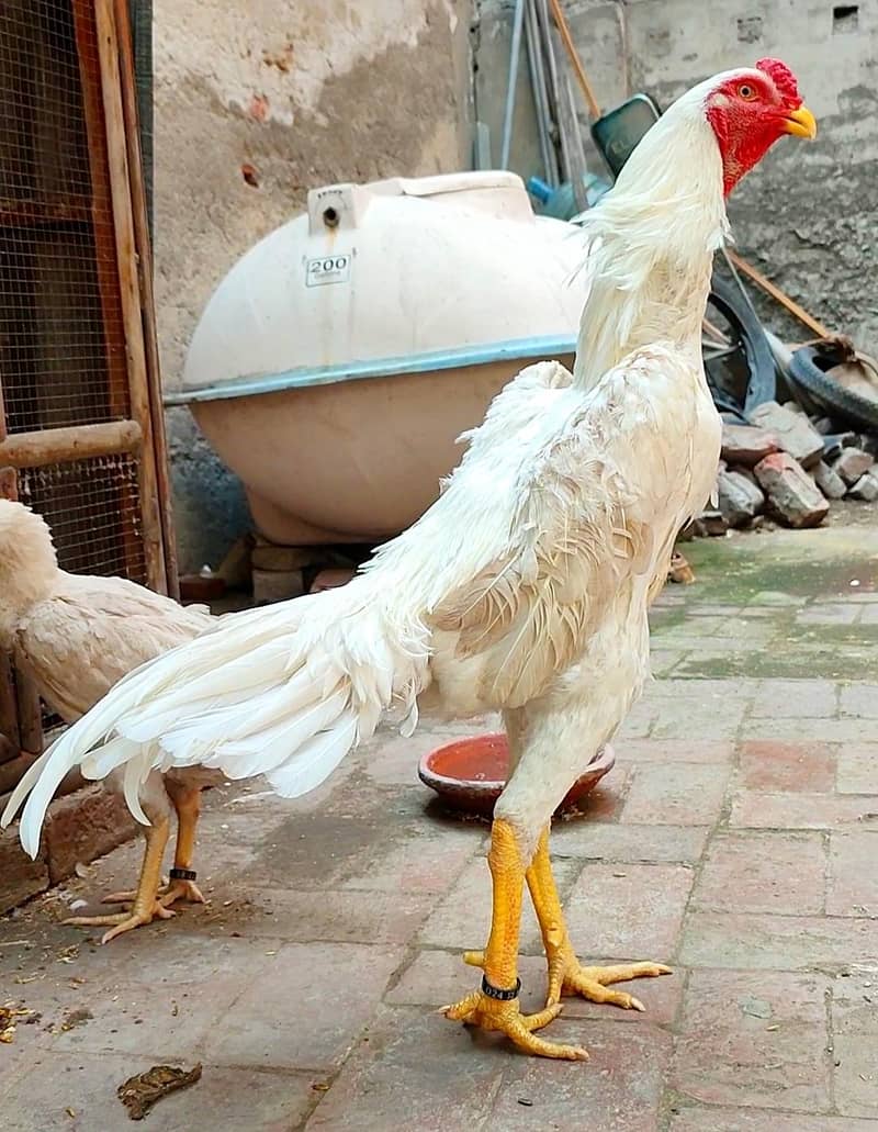 Quality White O Shamo Chicks - Hens - 1102718669