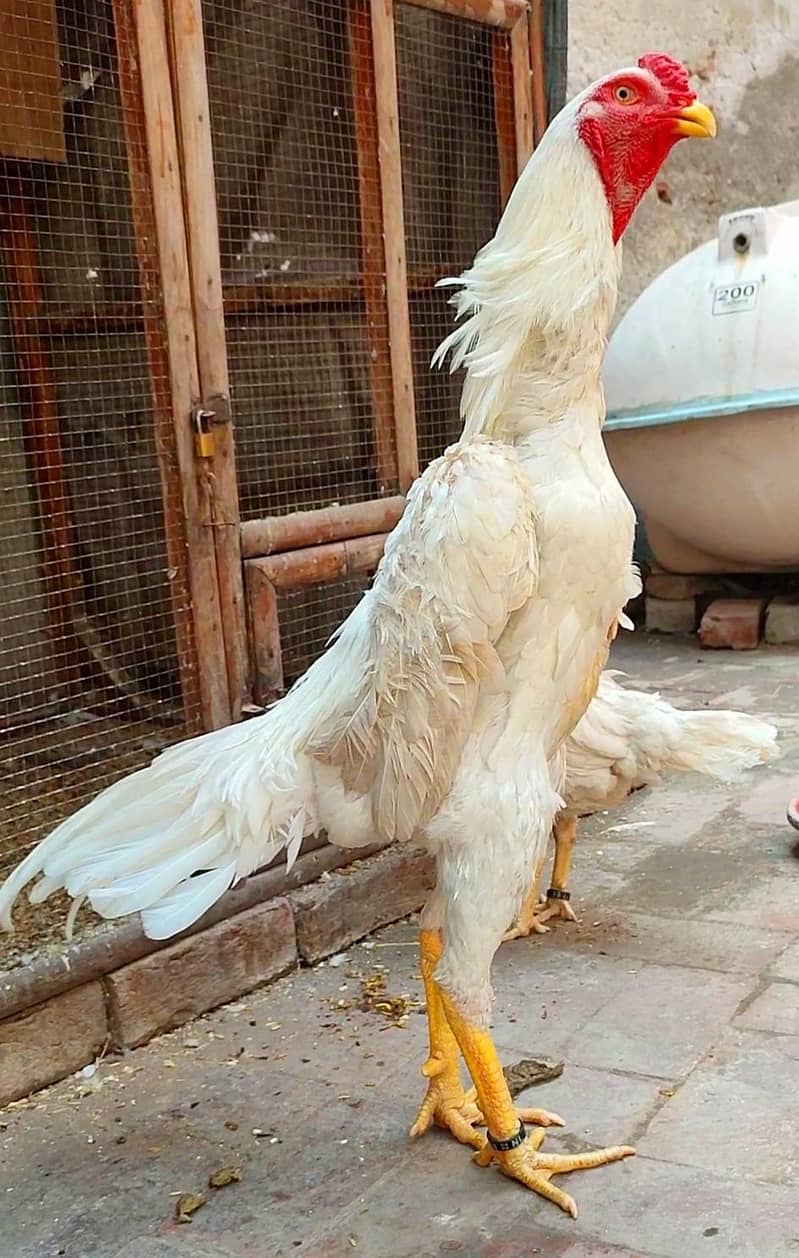 Quality White O Shamo Chicks - Hens - 1102718669