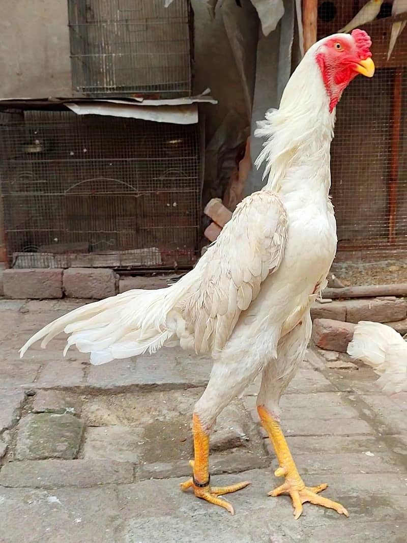 Quality White O Shamo Chicks - Hens - 1102718669