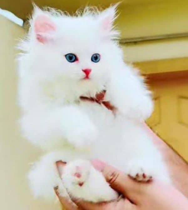 Persian cats kitten Punch face female and male both available - Cats ...