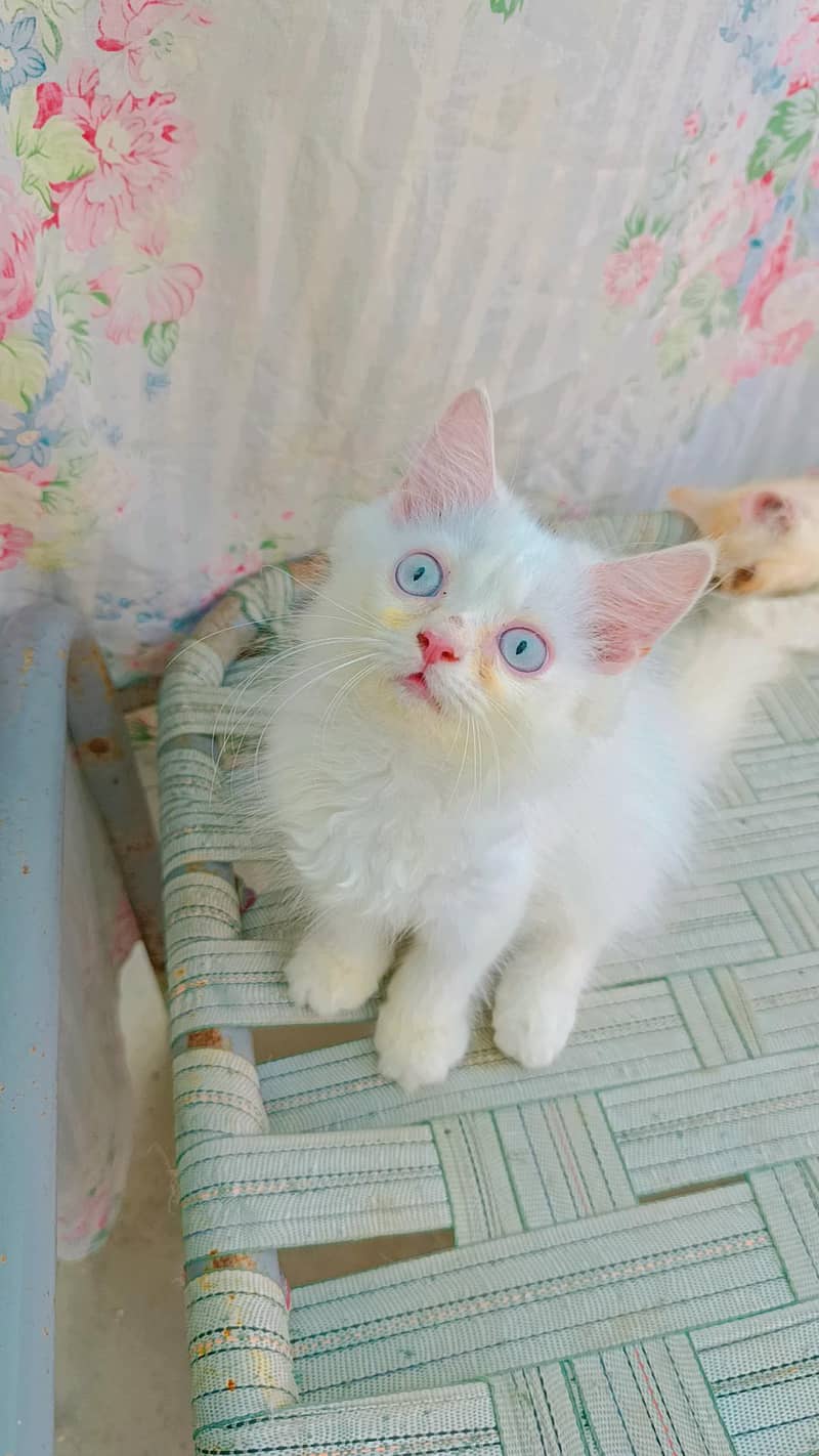 kitten for sale/ sell - Cats - 1103410755