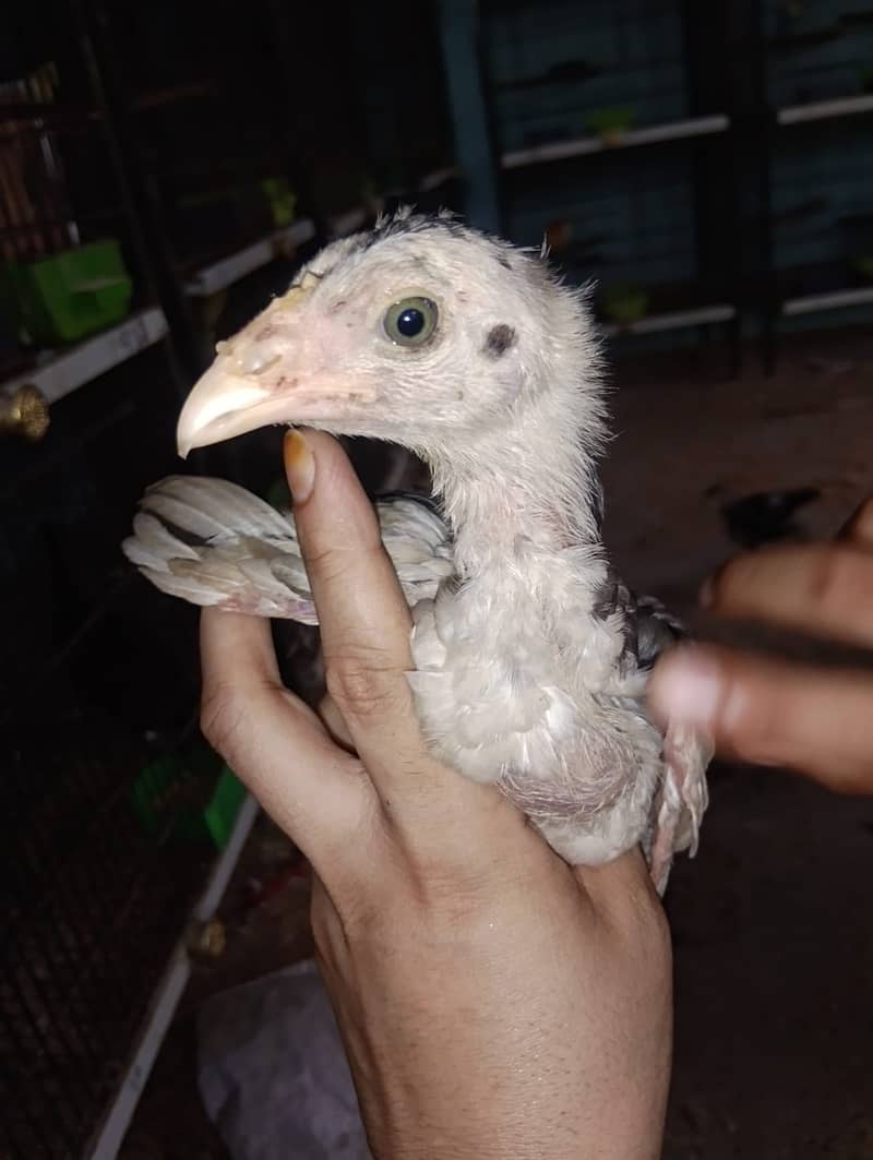 mianwali Aseel / Golden buffetc /مرغی /Thai Aseel / Pakistani Aseel ...