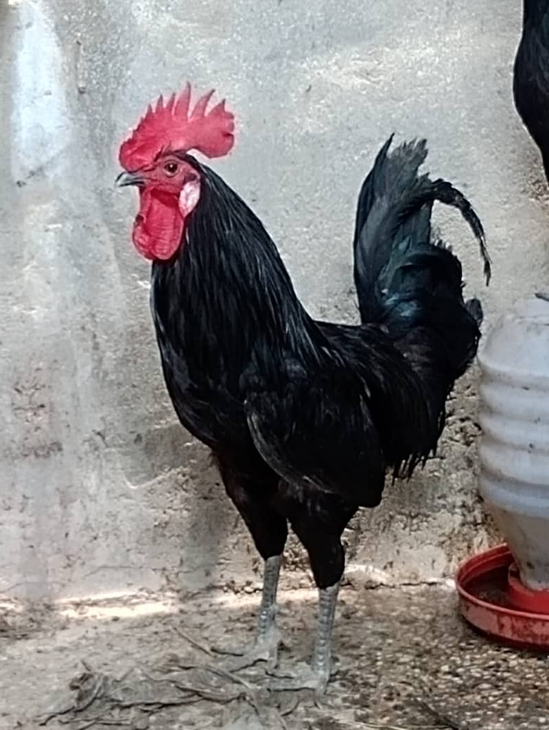 mianwali Aseel / Golden buffetc /مرغی /Thai Aseel / Pakistani Aseel ...