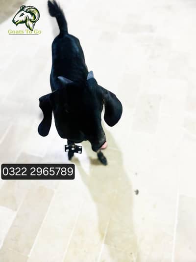 Jet black Tapra - Goats - 1103432273