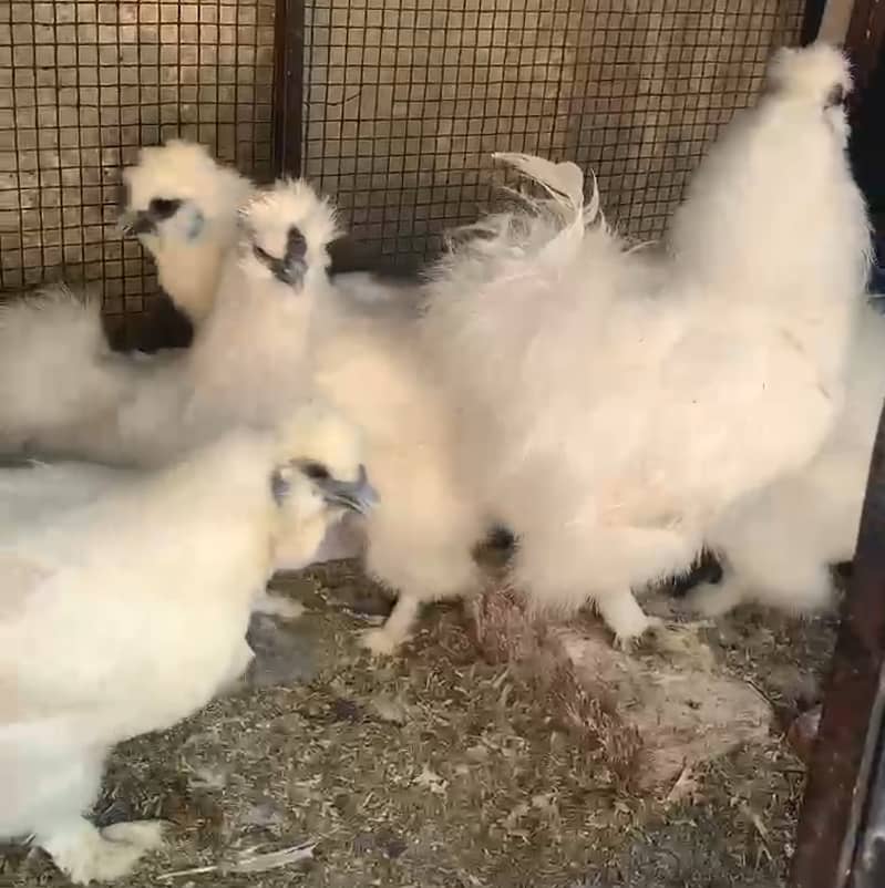 Heavy buff(Golden,white),Bentam(Black,white),White silkie,Fancy chicks ...