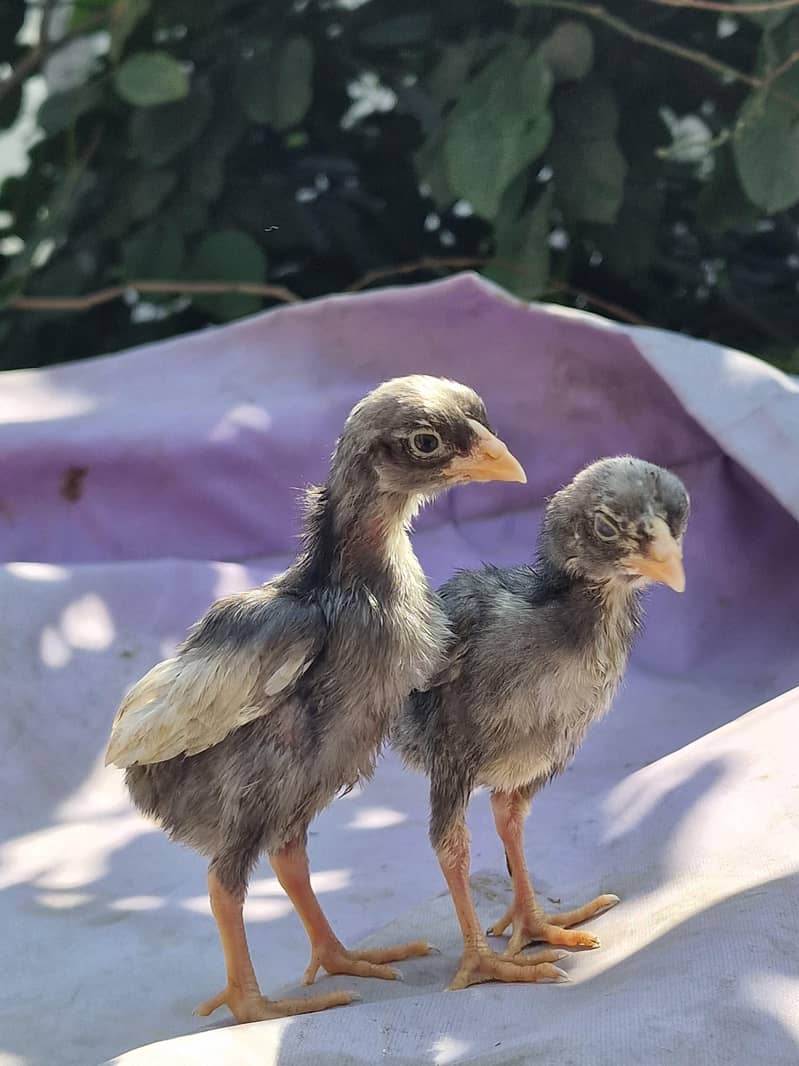 white shamo chicks | dragon chicks |thai chicks | black shamo chicks ...