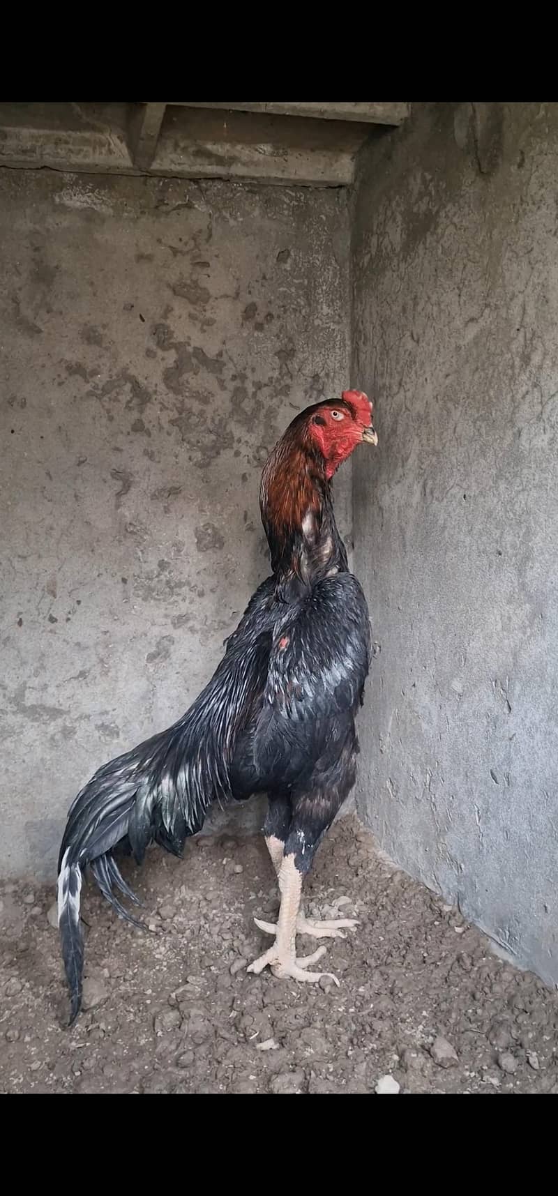 white shamo chicks | dragon chicks |thai chicks | black shamo chicks ...