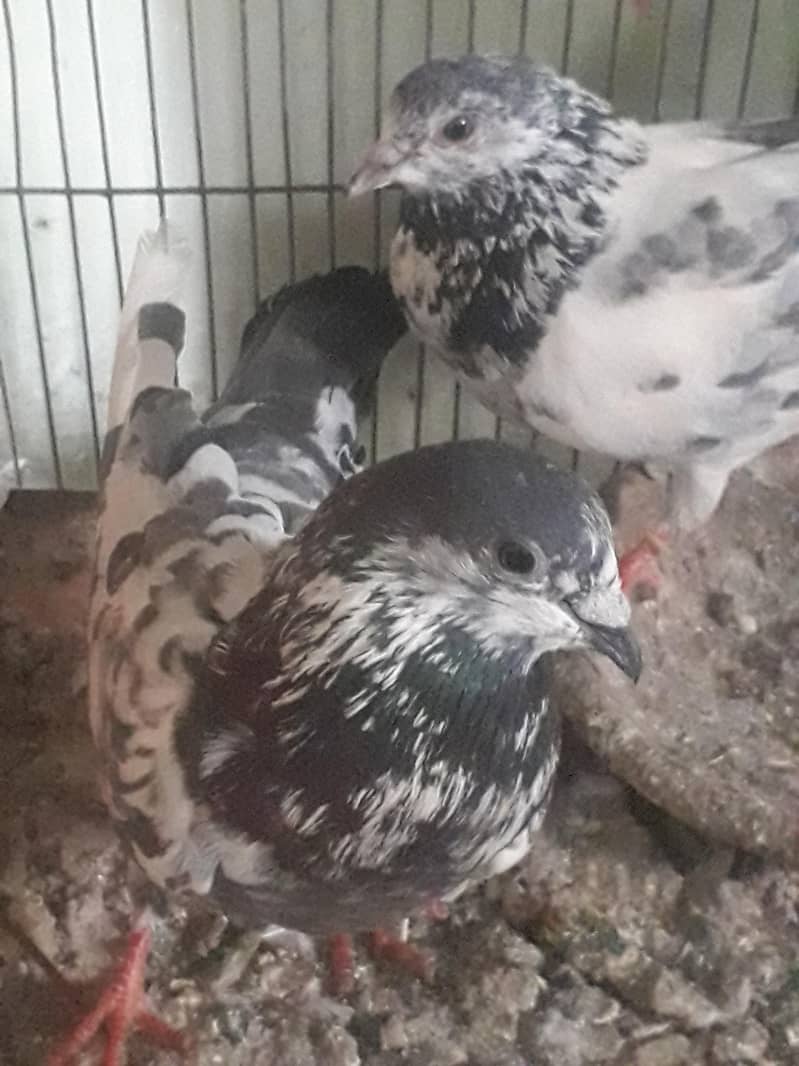 high flyer breeder pair - Pigeons - 1102506628