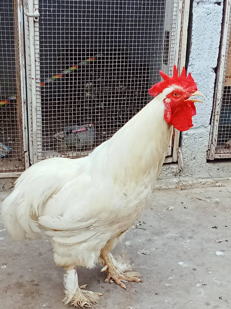 white buff Rs 3000 - Hens - 1103531262