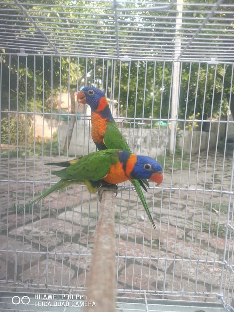 Red coller lorry parakeet - Parrots - 1103568222