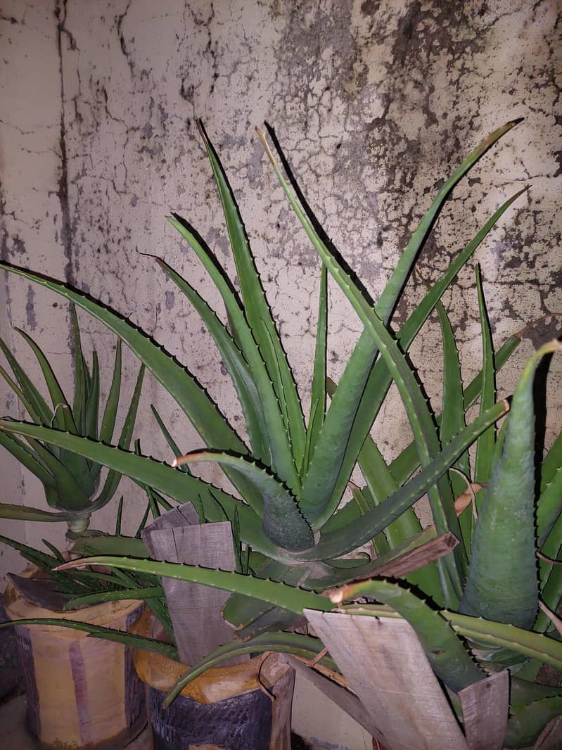 Aloe vera plants for sale with Gamla - Plants & Trees - 1103589239