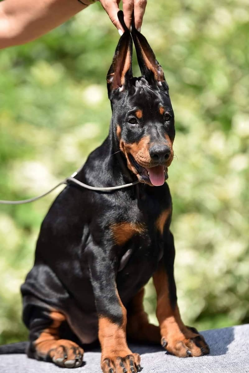 American Doberman Puppy | Doberman Dog for sale - Dogs - 1103617759