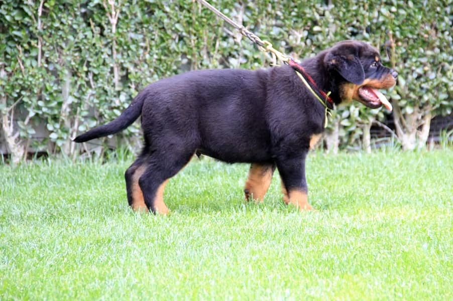 Rottweiler Puppies | punch face puppy | Dog for sale - Dogs - 1103617961