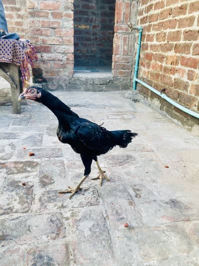Pakistani Female| Ready for breeding| Home breed| Black Female - Hens ...