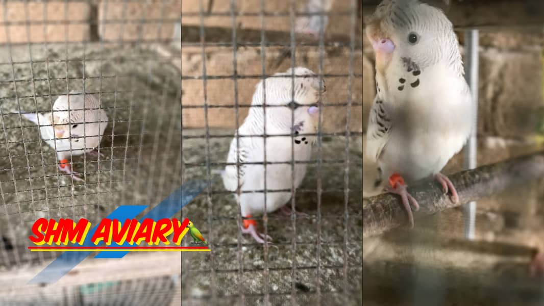 Mutation Bird’s - Parrots - 1100983843