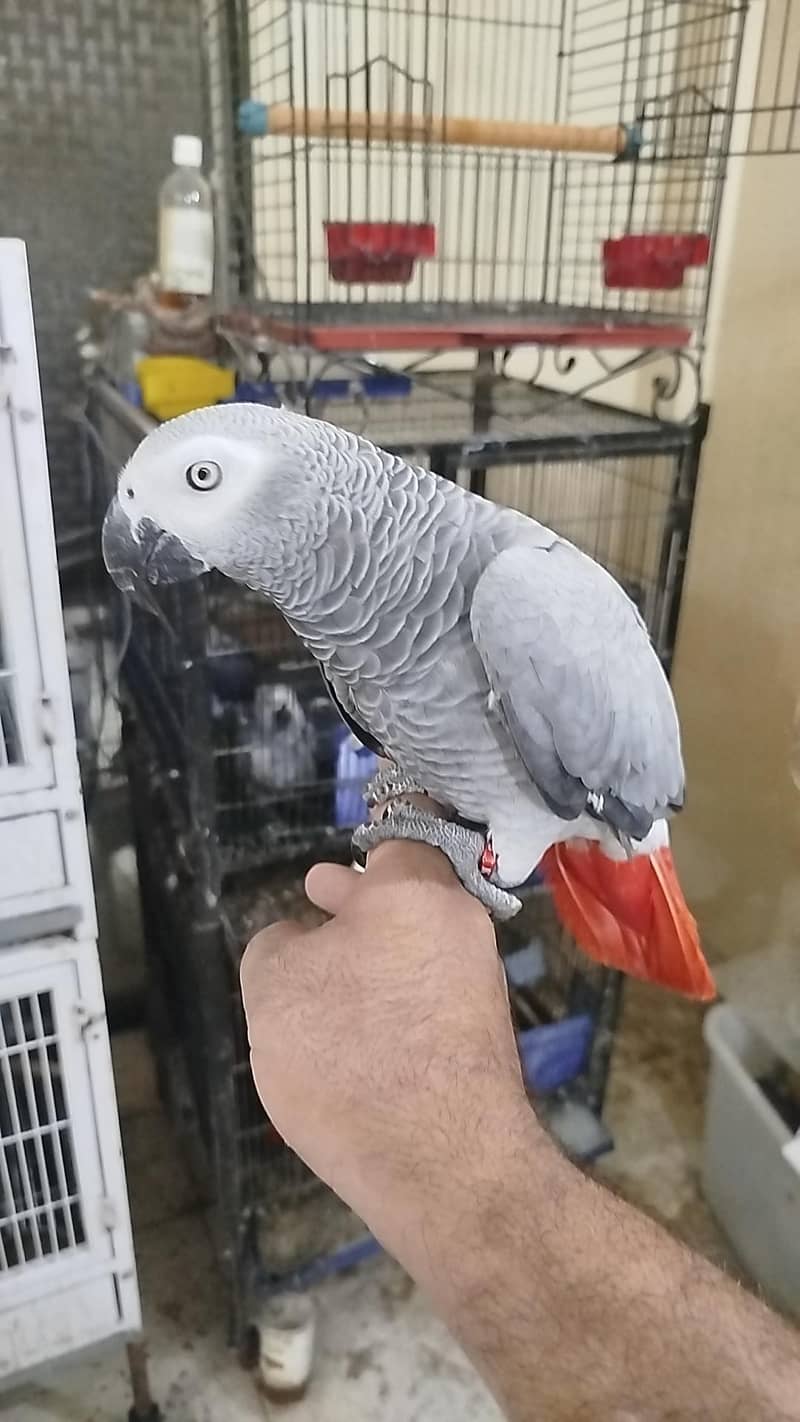 Talking Grey Parrot - Parrots - 1103662600