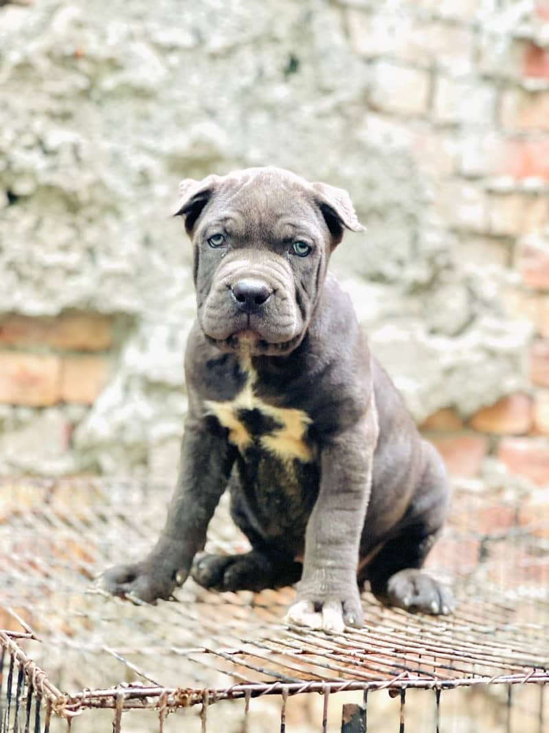 Alabai Central Asian shepherd/Cane corso Tibten mastiff - Dogs - 1099588423