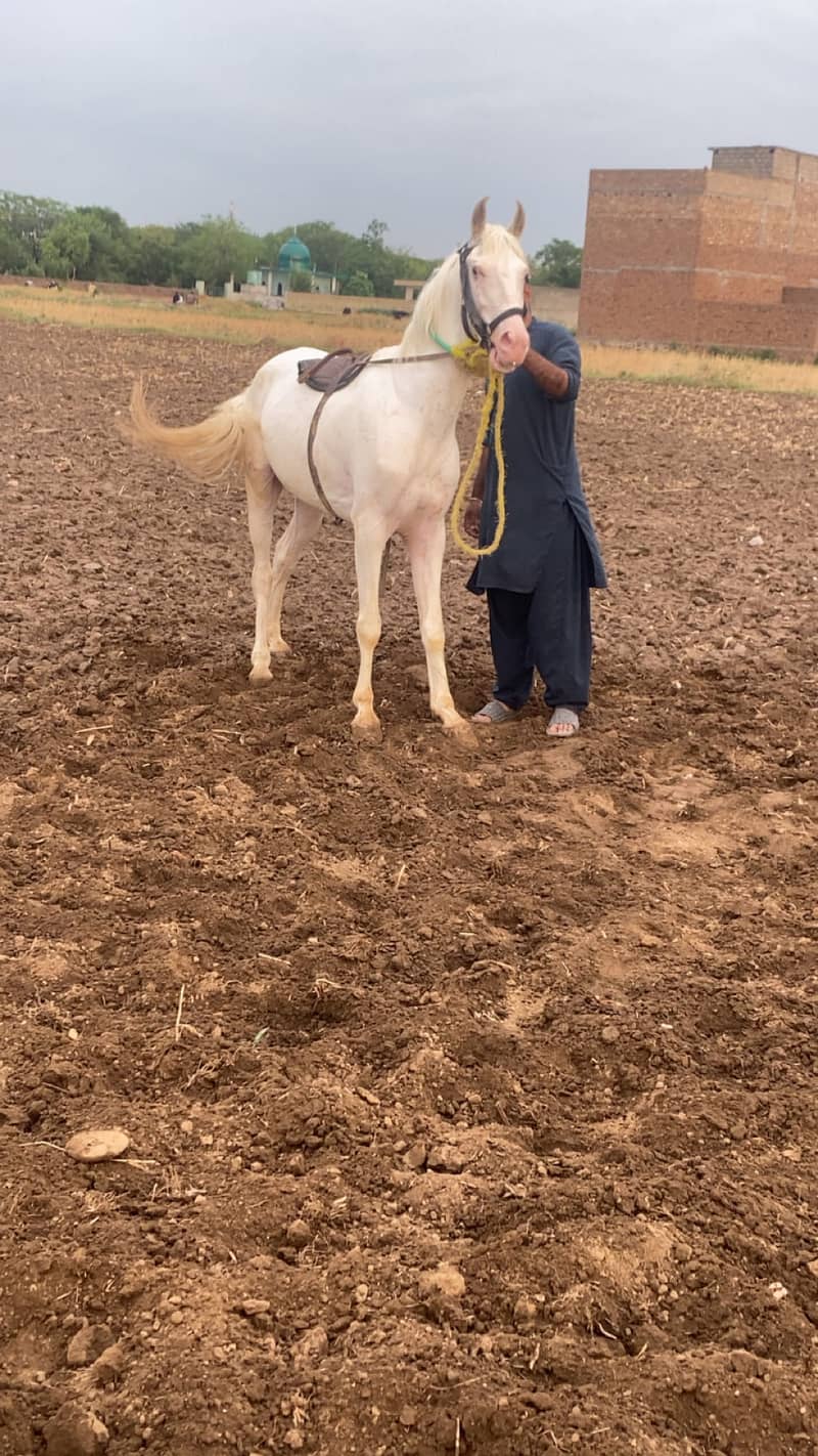 Son of Rustam Mazhar bhojia - Horses - 1103462517