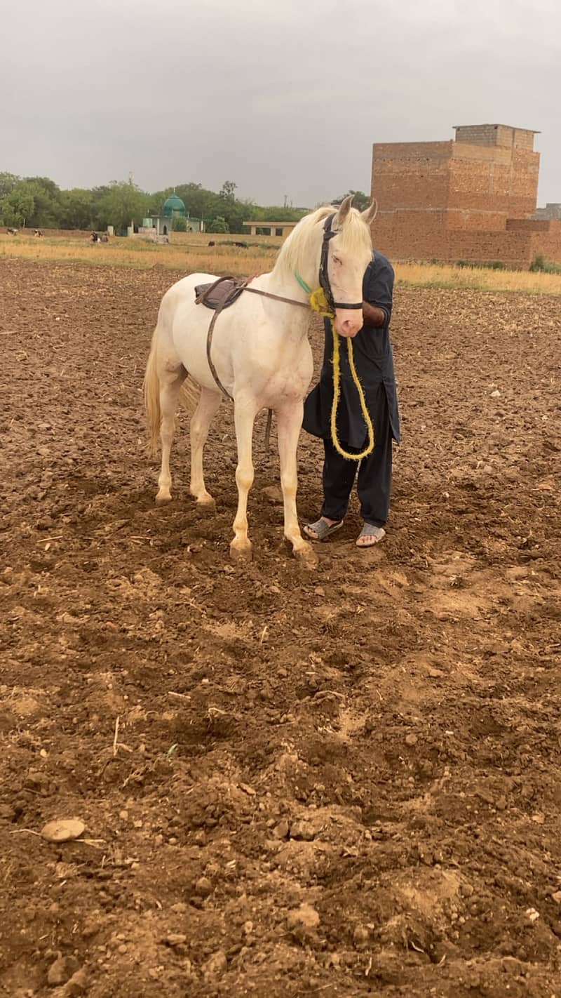 Son of Rustam Mazhar bhojia - Horses - 1103462517