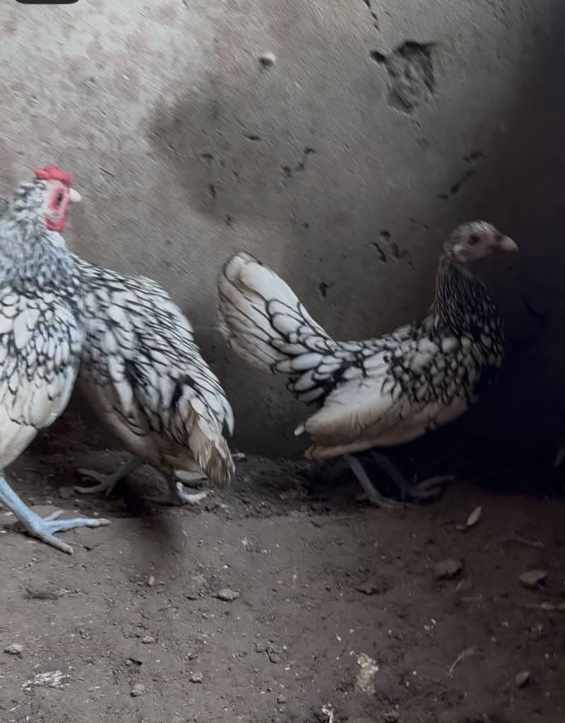 Silver Sebright ready to breed pair - Hens - 1102292425