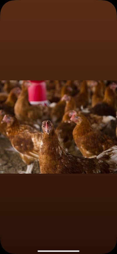 lohmann brown golden misri Desi hen murgi Pathia available 320eggs per ...