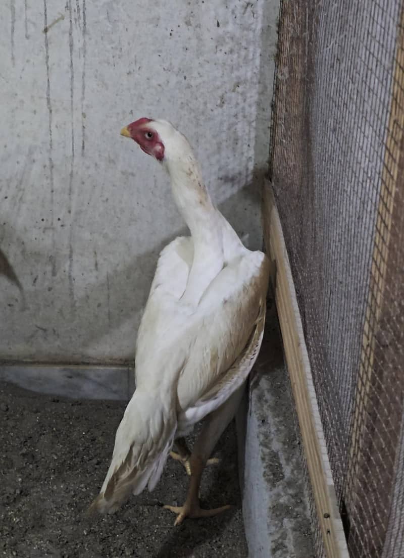 king size o shamo/high quality/white shamo chicks/aseel shamo chick ...
