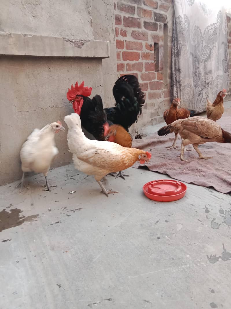 Black O shamo | White O Shamo |Bovan Brown| Pakistani Aseel - Hens ...