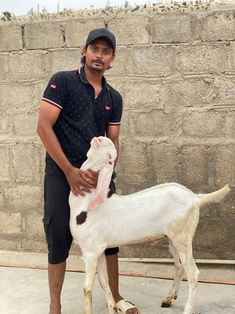 Rajanpuri Bakra - Goats - 1103810821
