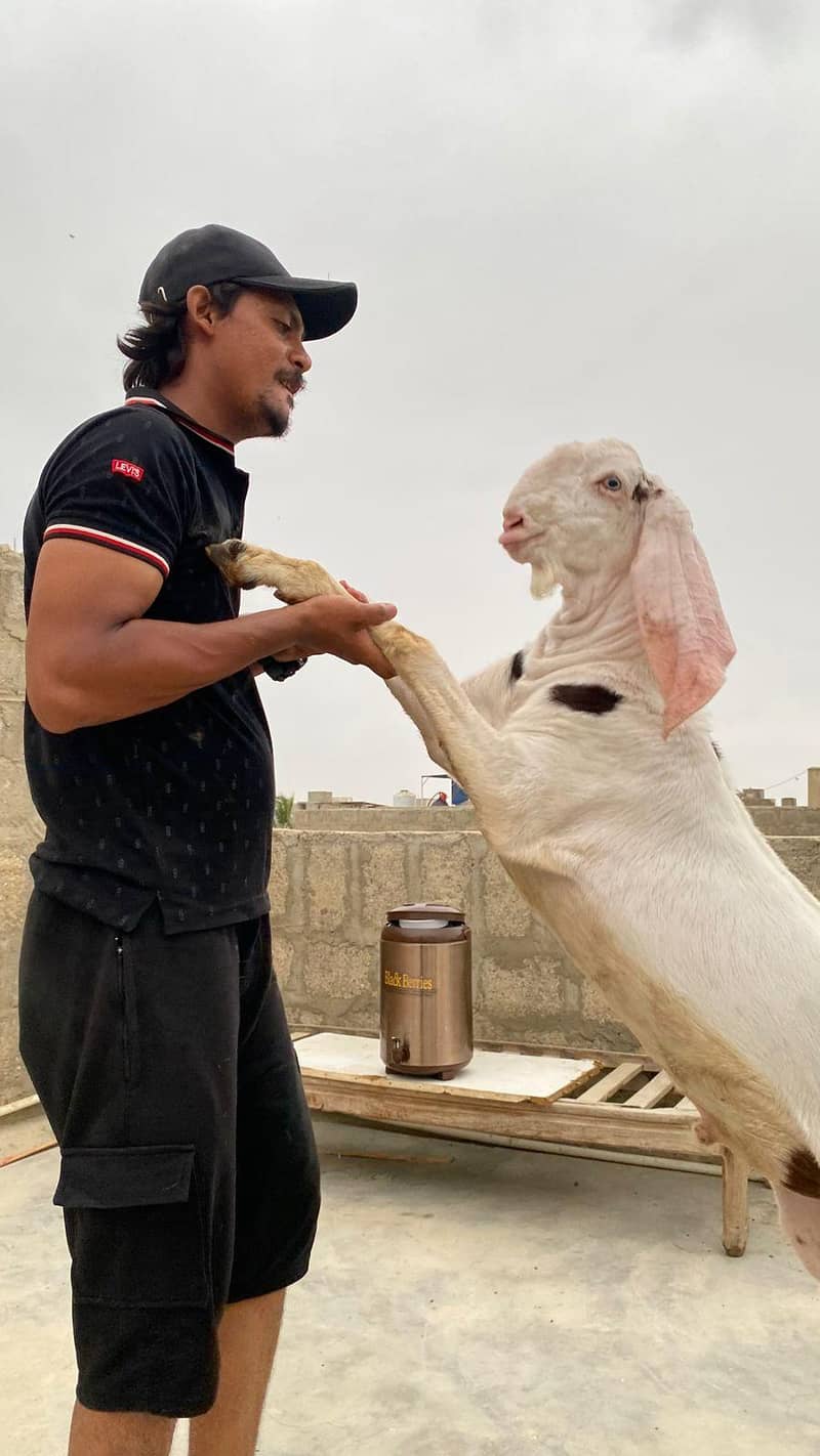 Rajanpuri Bakra - Goats - 1103810821
