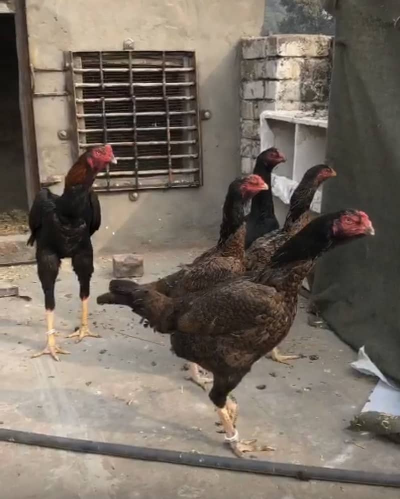 Shamo setup - Hens - 1102947056