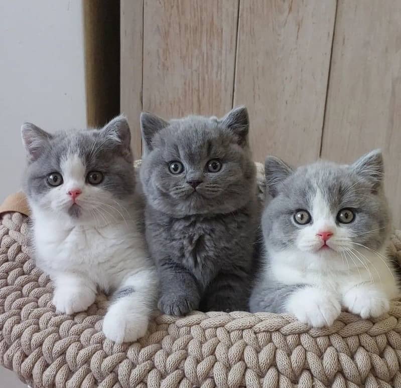 Persian kittens / piki face / Scottish fold / ragdoll / white kitten ...