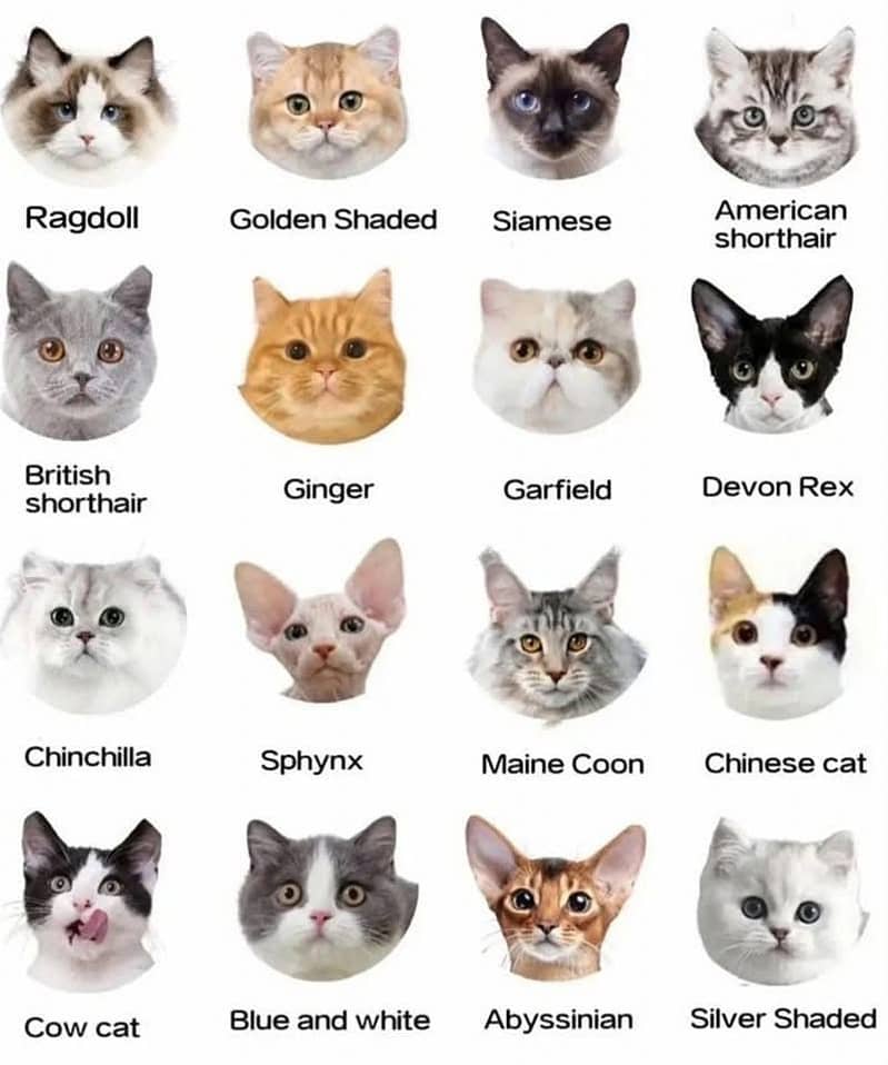 Persian kittens / piki face / Scottish fold / ragdoll / white kitten ...