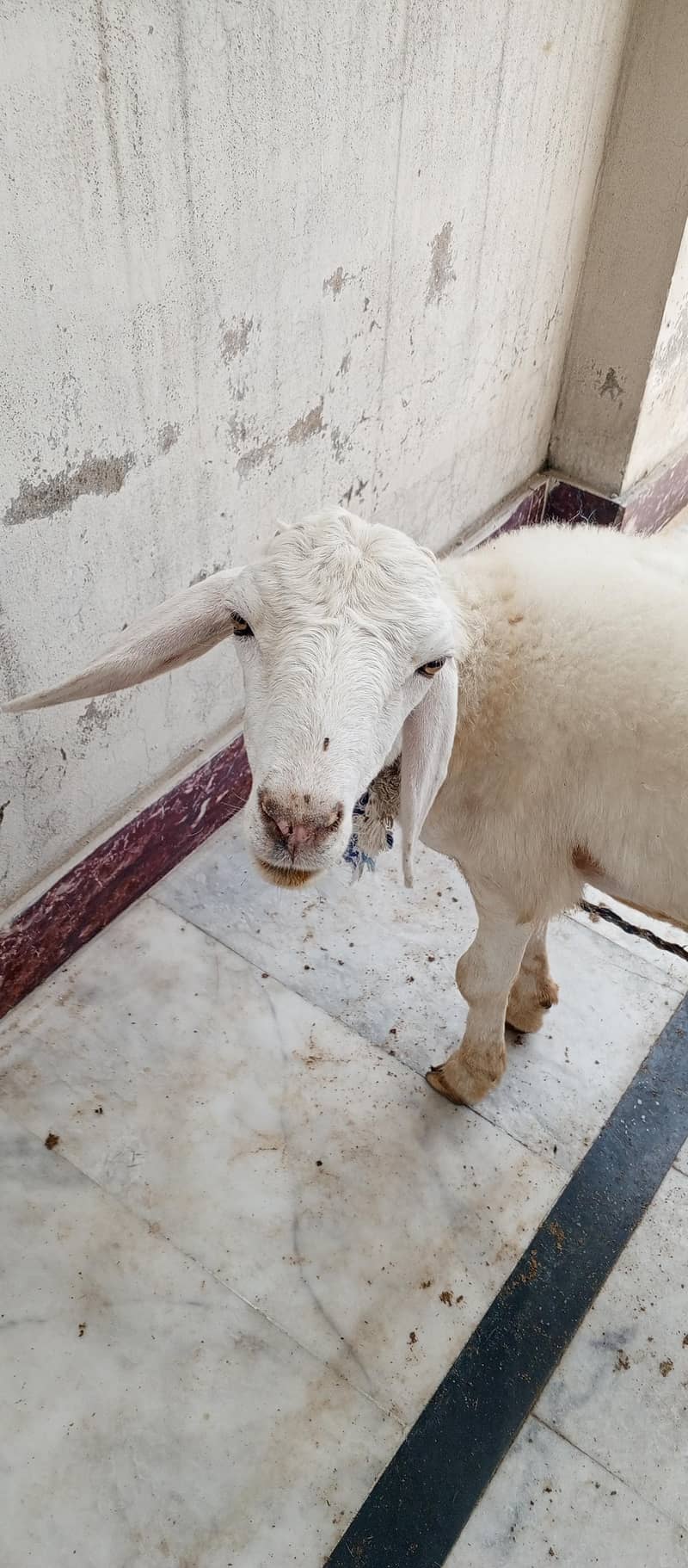 desi dunba - Sheep - 1103889023