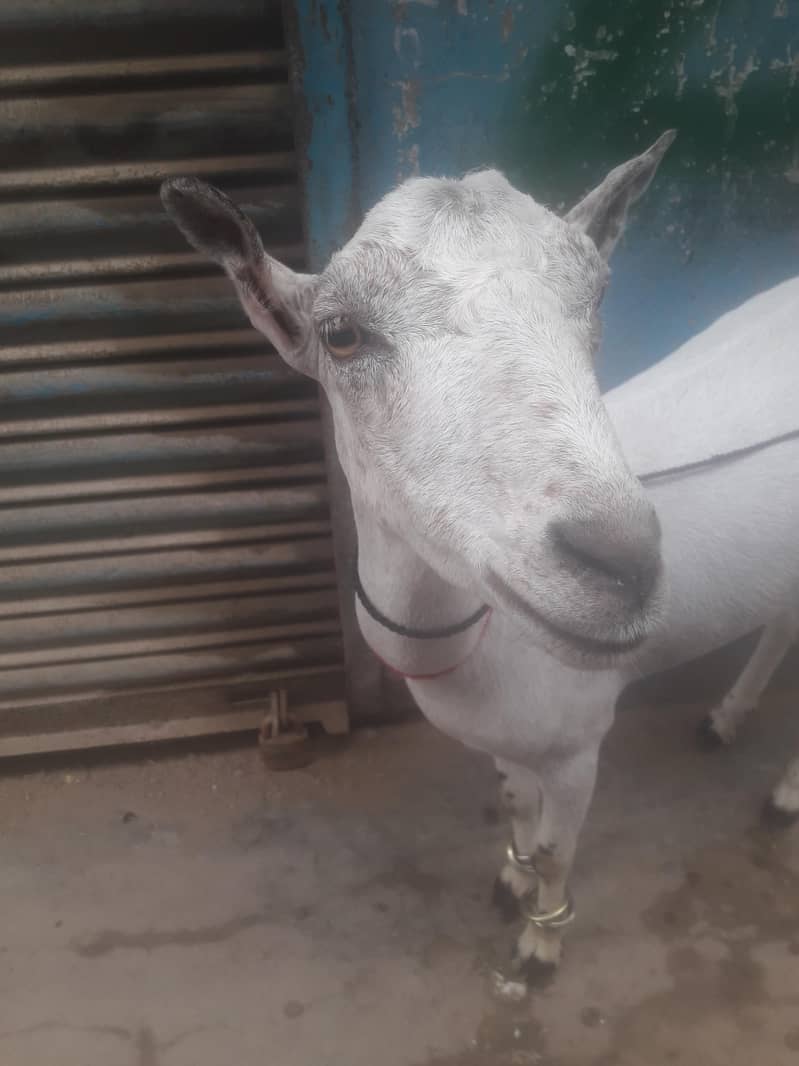 dhai months gaban. - Other Animal Food & Accessories - 1104003758