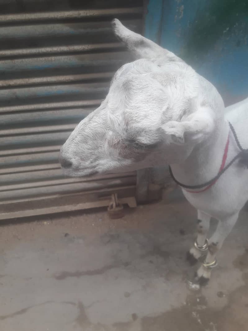 dhai months gaban. - Other Animal Food & Accessories - 1104003758