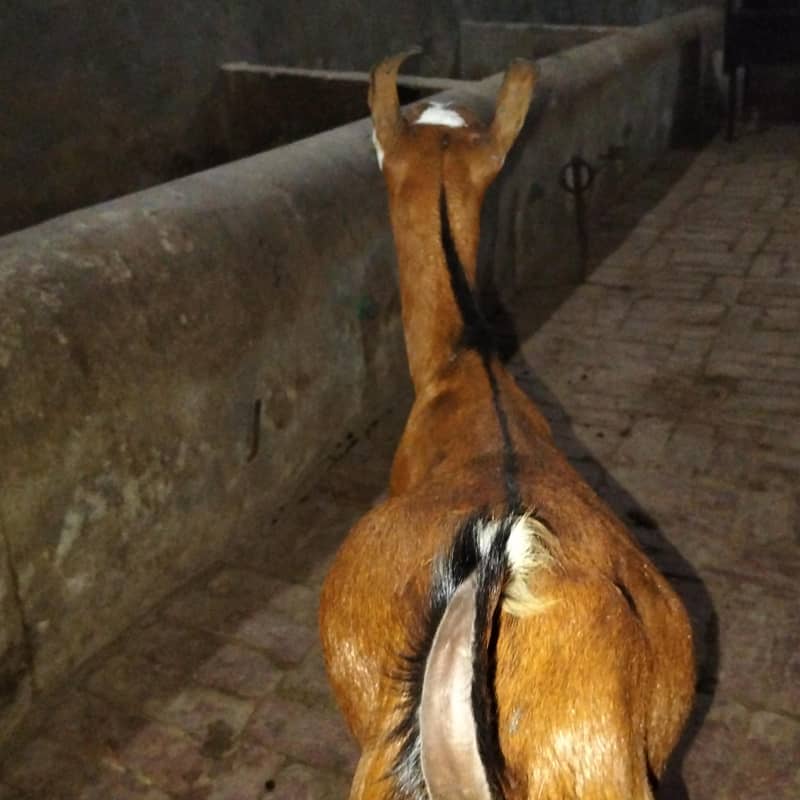 pure Barbara Bakra only WhatsApp - Goats - 1104031192